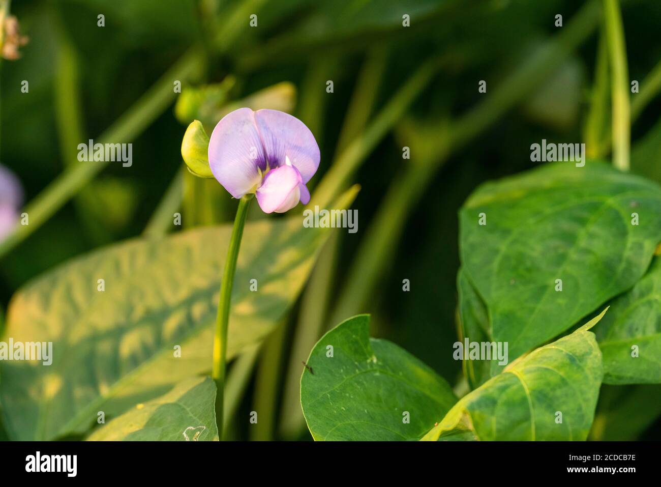 Haricot commun phaseolus vulgaris Banque de photographies et d’images à ...