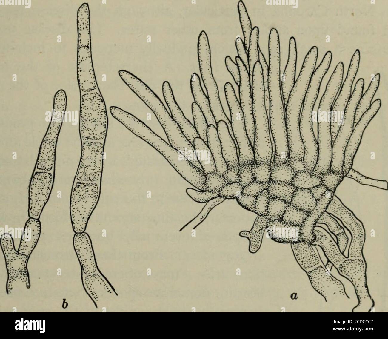 . Maladies fungeuses des plantes, avec des chapitres sur la physiologie ...