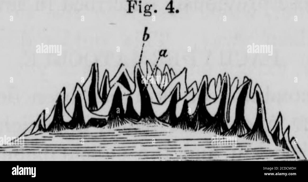 . Manuel des maladies de la peau pour les étudiants et les praticiens ...