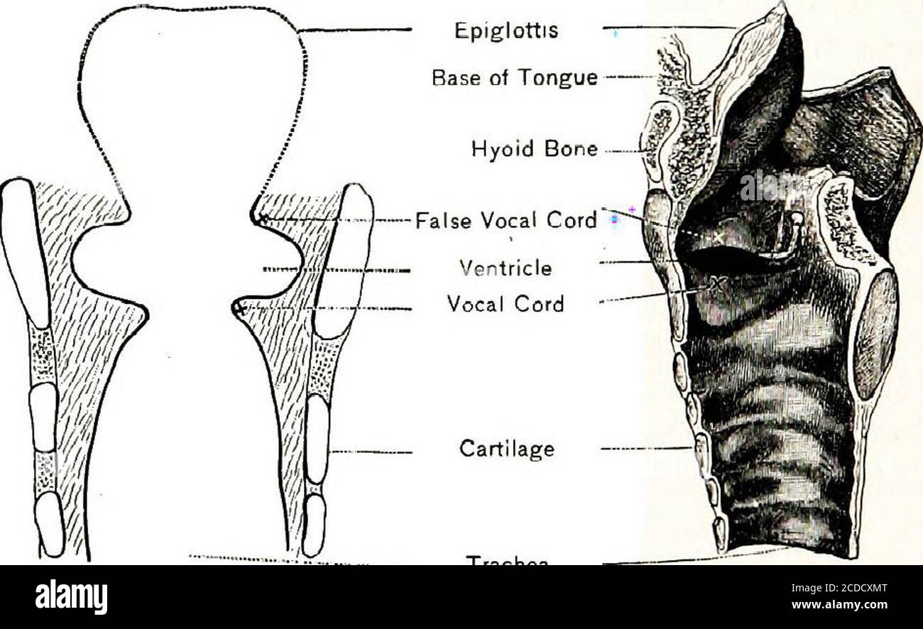 . Physiologie, expérimentale et descriptive . .larynx nous voyons que ...