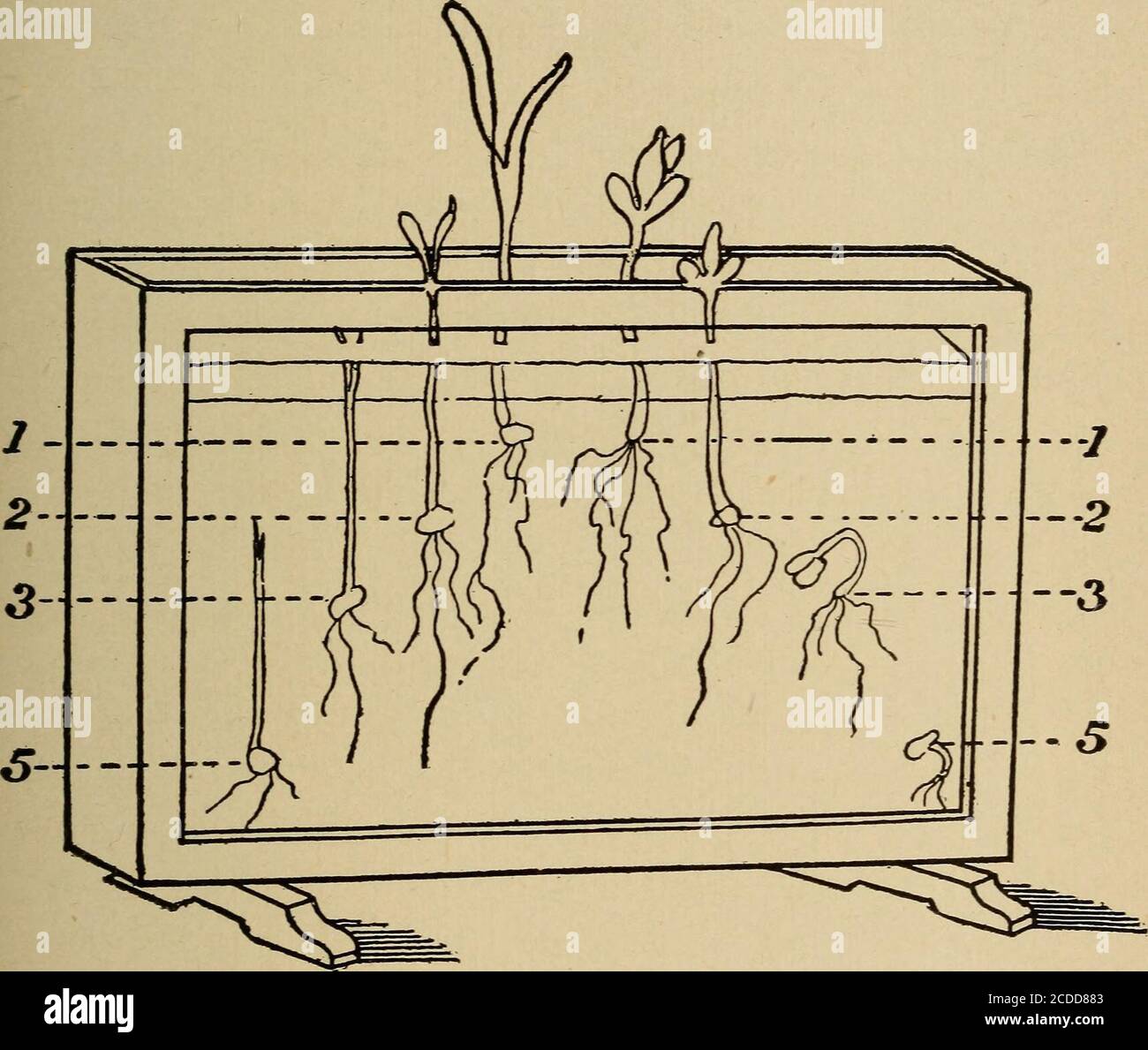 Section de la racine de maïs Banque de photographies et d’images à ...