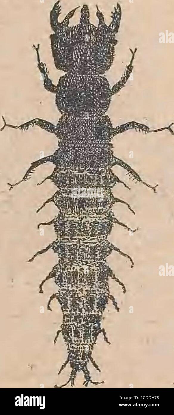 Crabes clippers Banque de photographies et d’images à haute résolution ...