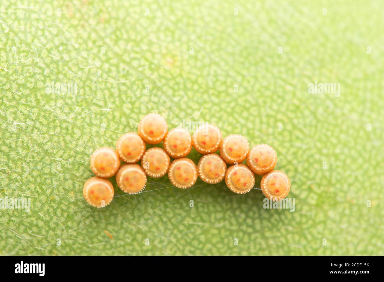 Pentatomidae eggs Banque de photographies et d’images à haute résolution - Alamy