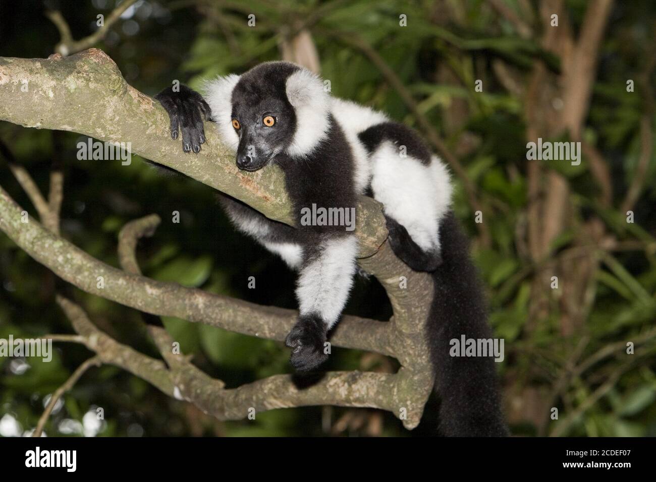 Varecia variegata variegata Banque de photographies et d’images à haute ...