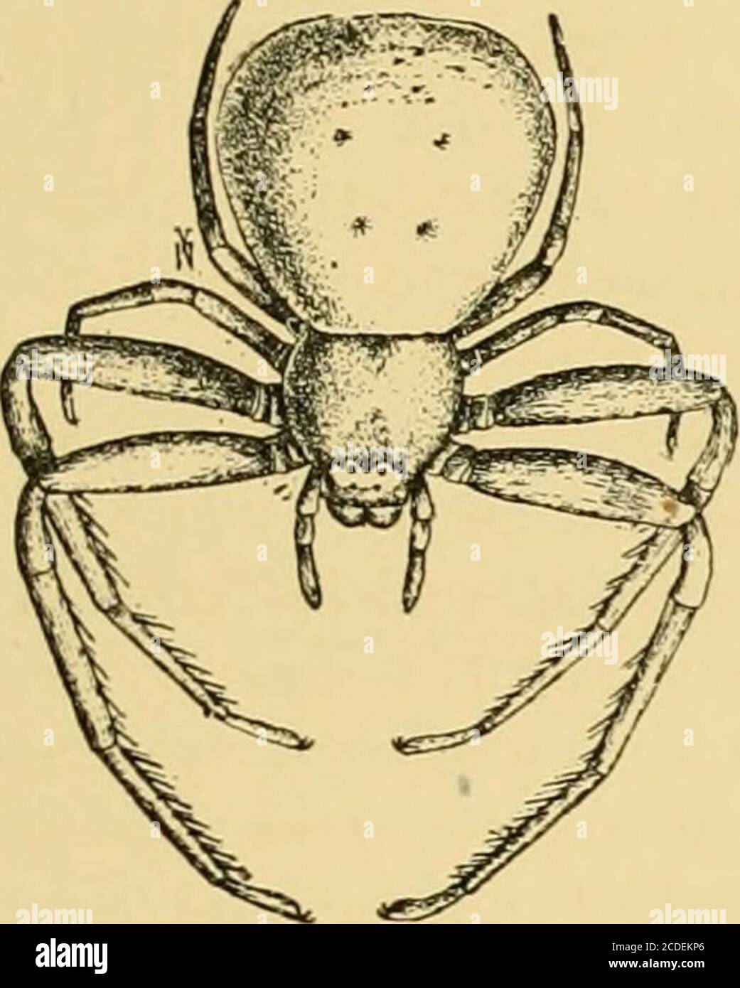 . Les araignées américaines et leurs araignées. Une histoire naturelle ...