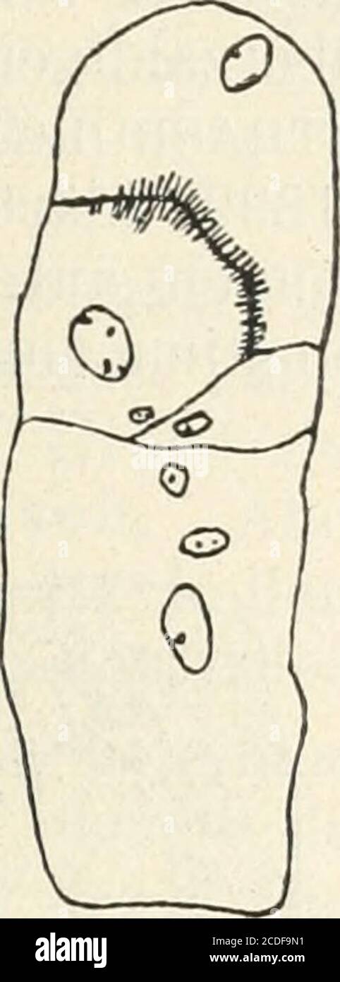 Musa sapientium Banque de photographies et d’images à haute résolution ...