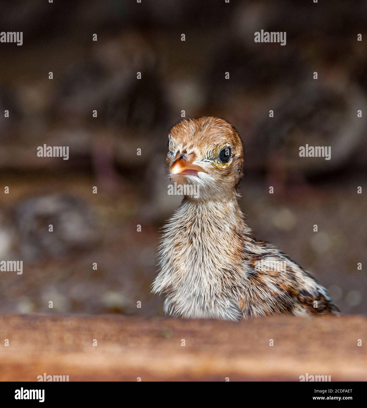 Jeune faisan Banque de photographies et d’images à haute résolution - Alamy