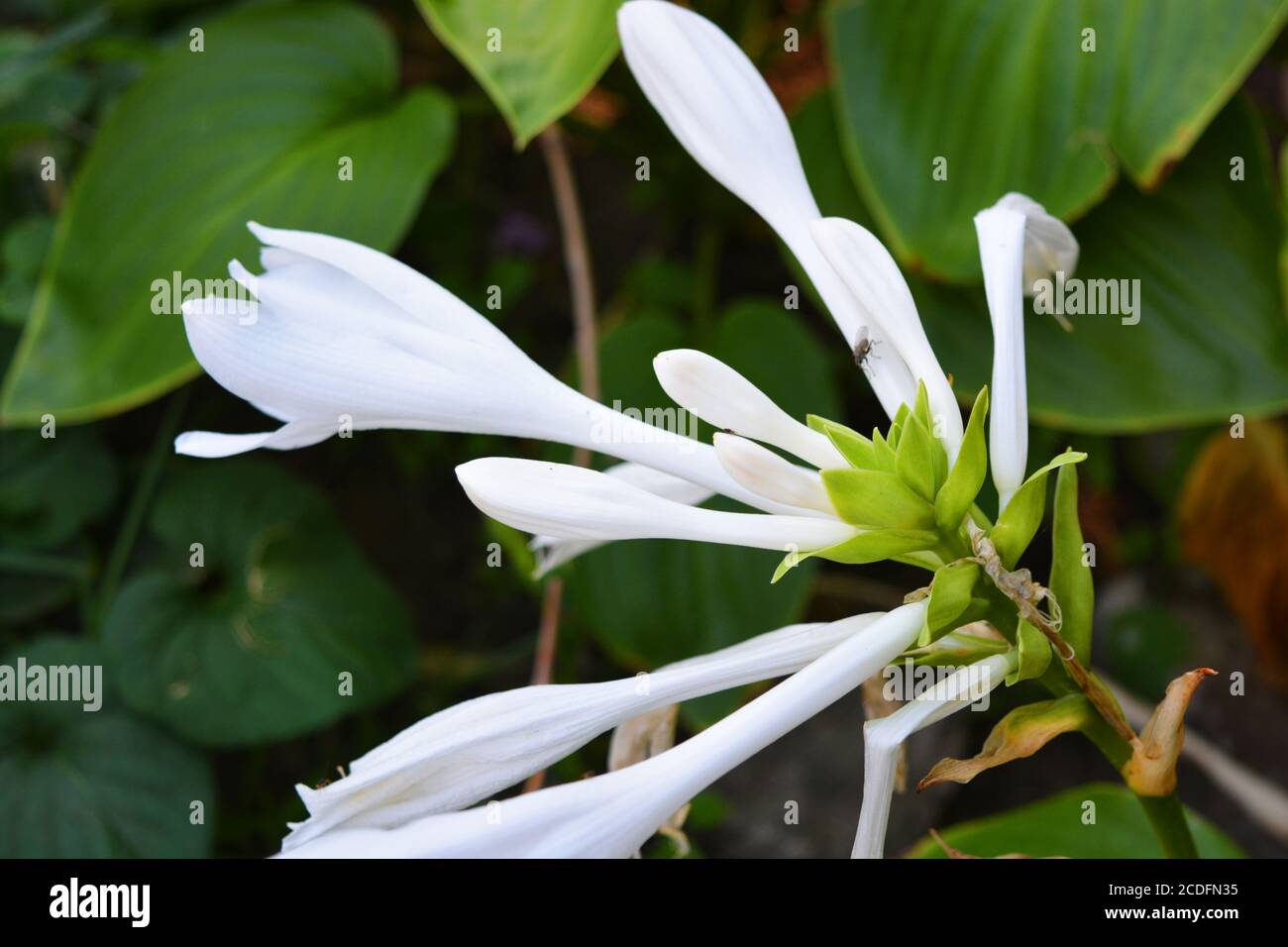 Fleurs blanches rondes et brillantes d'une plante hosta vivace et de ...