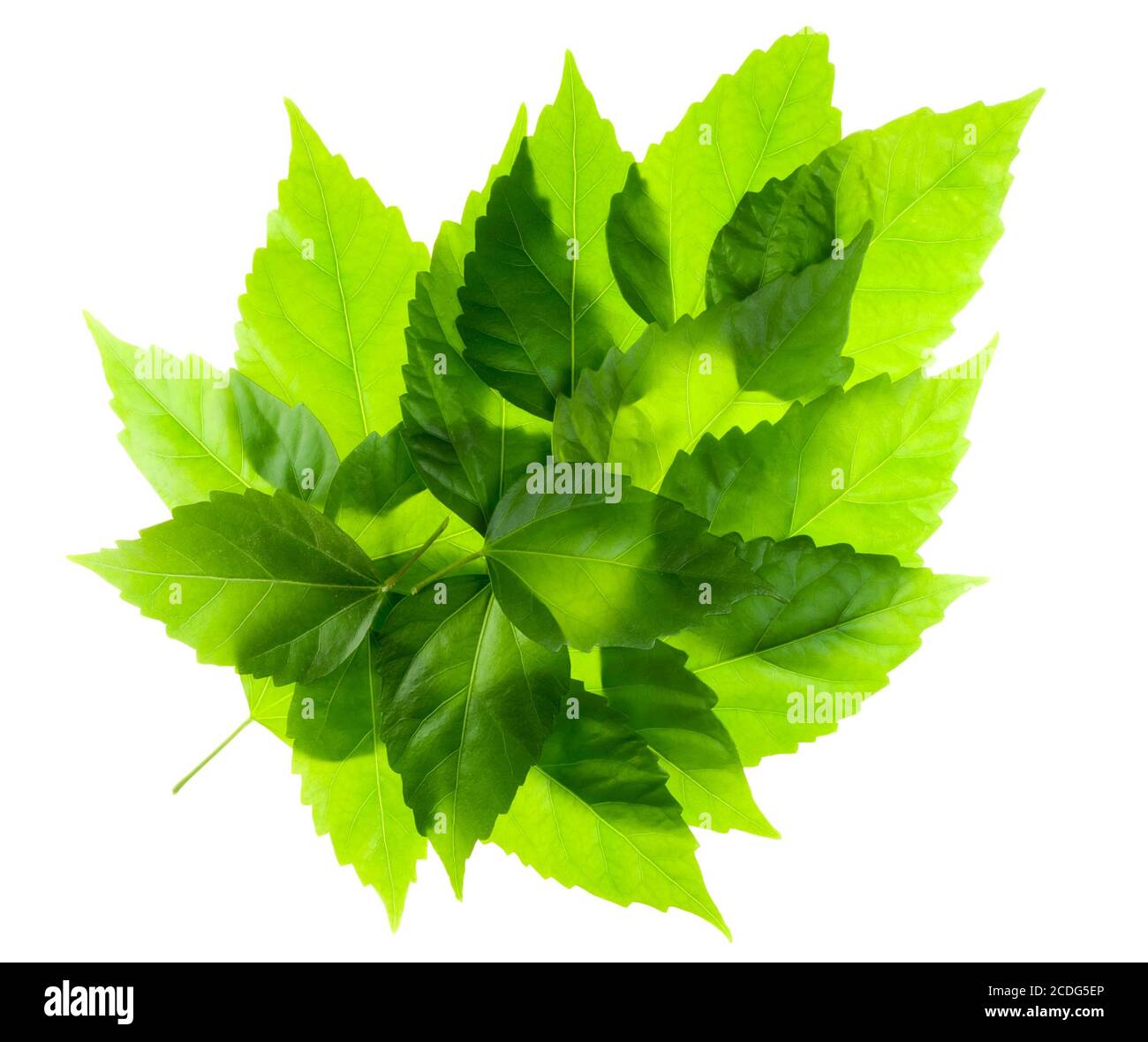 Feuilles de feuille Banque d'images détourées - Alamy