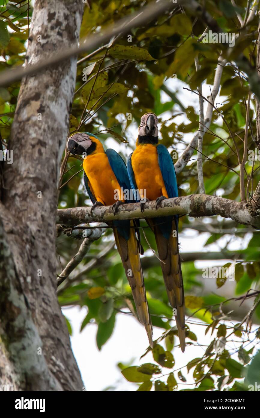 Aras bleu et jaune (Ara ararauna) Perchée dans la canopée de la forêt ...