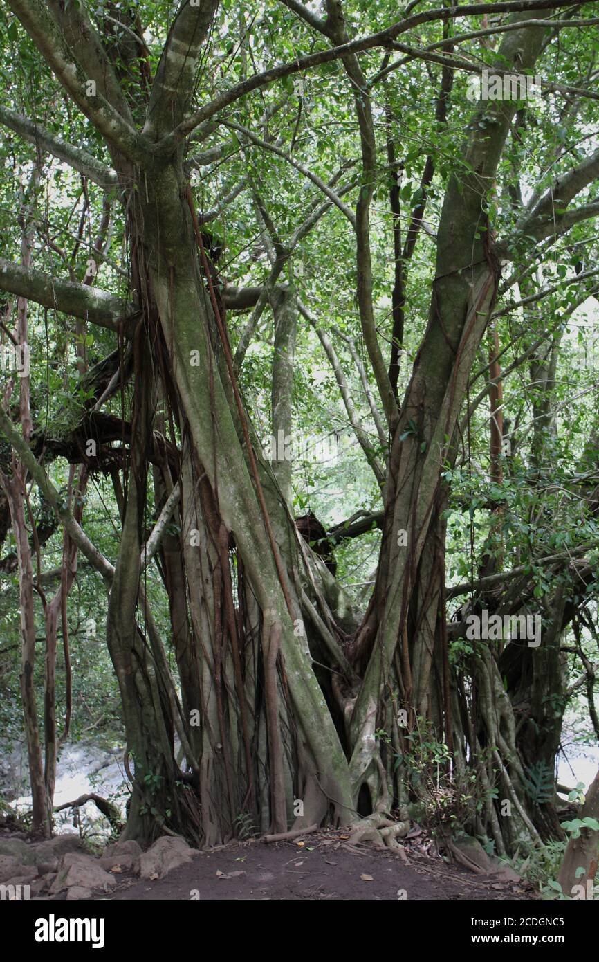 Un grand ficus de figue étrangleur Banque de photographies et d’images ...