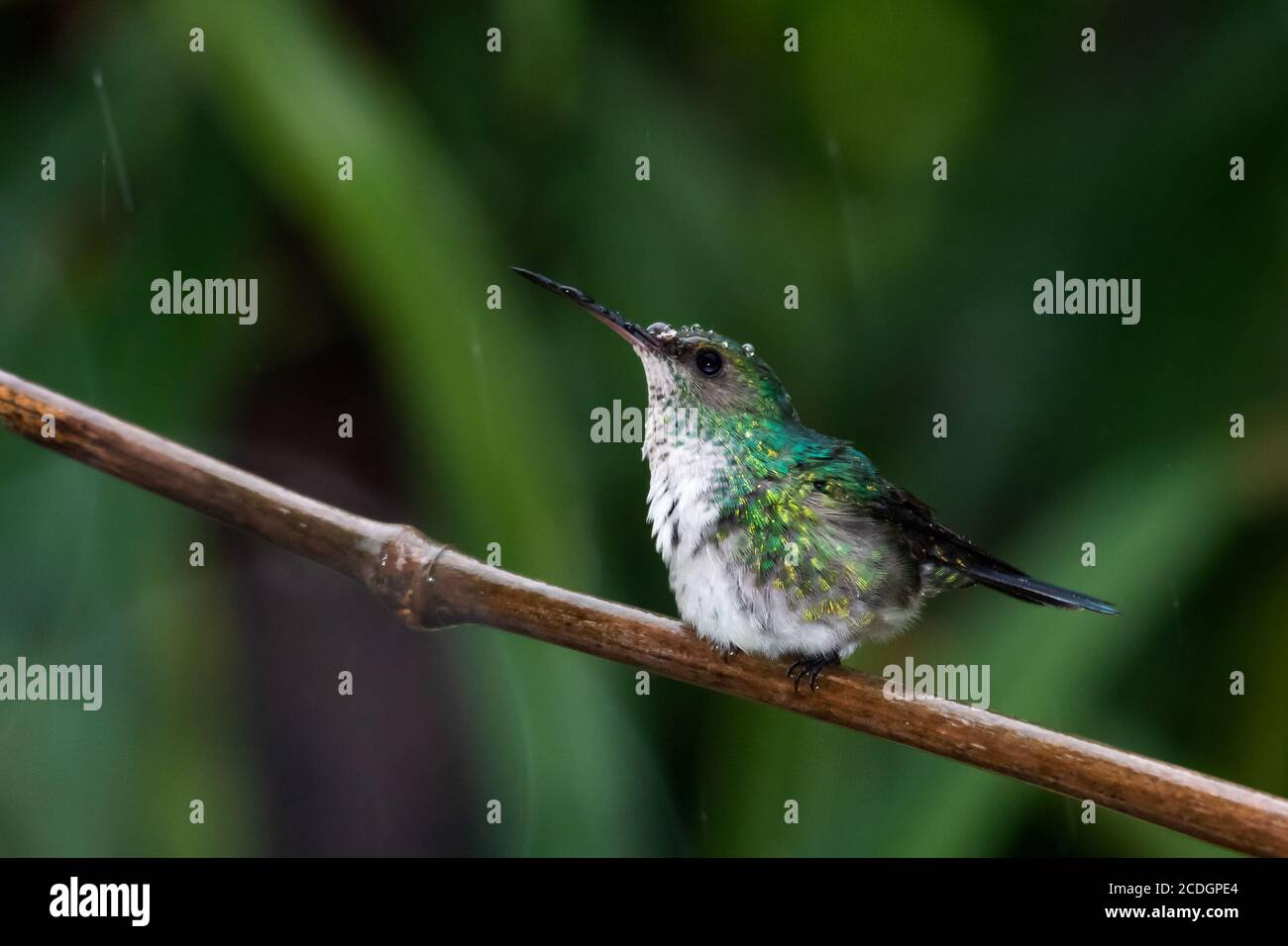 Oiseau de pluie Banque de photographies et d’images à haute résolution ...