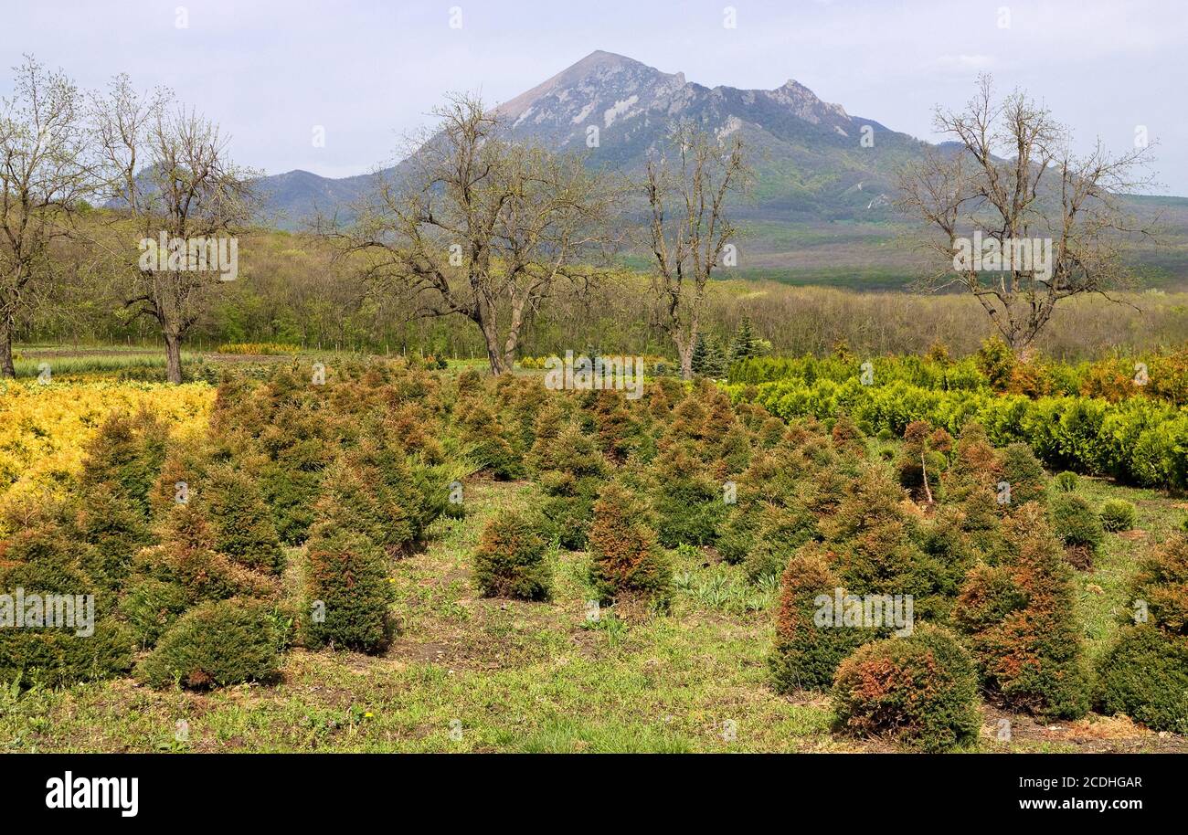 Jeunes arbres de thuya Banque de photographies et d’images à haute ...