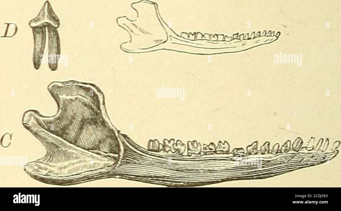 Amphitherium prevosti Banque de photographies et d’images à haute ...
