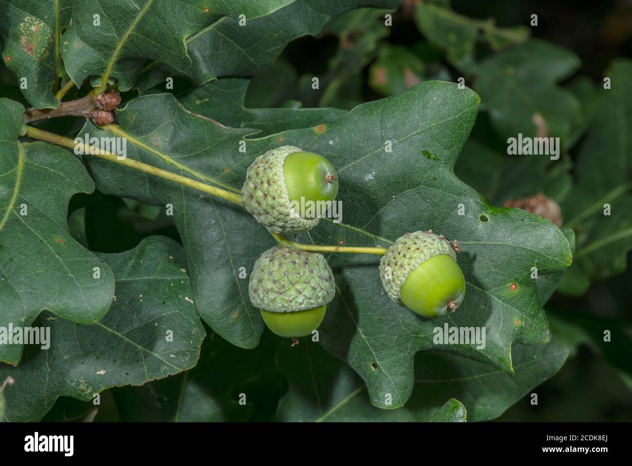 Chêne commun, quercus robur, chêne anglais, chêne pédonculé, chêne ...