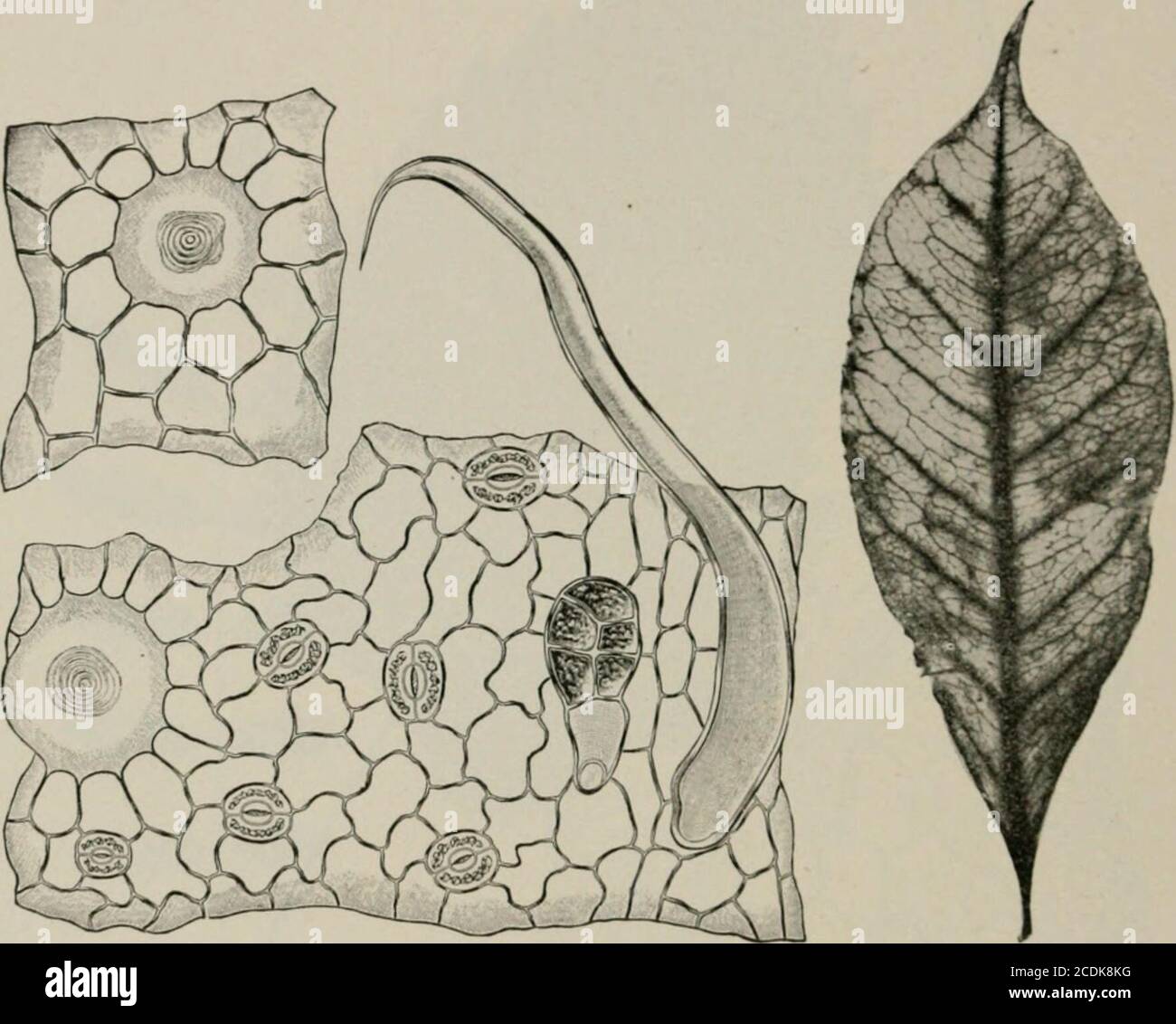 Cystolith des feuilles Banque de photographies et d’images à haute ...