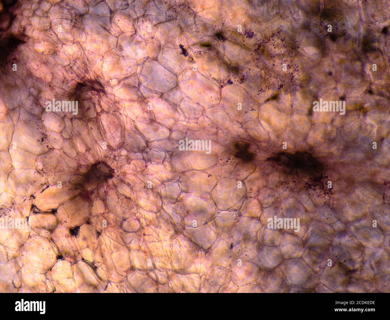 Vue microscopique Banque de photographies et d’images à haute ...