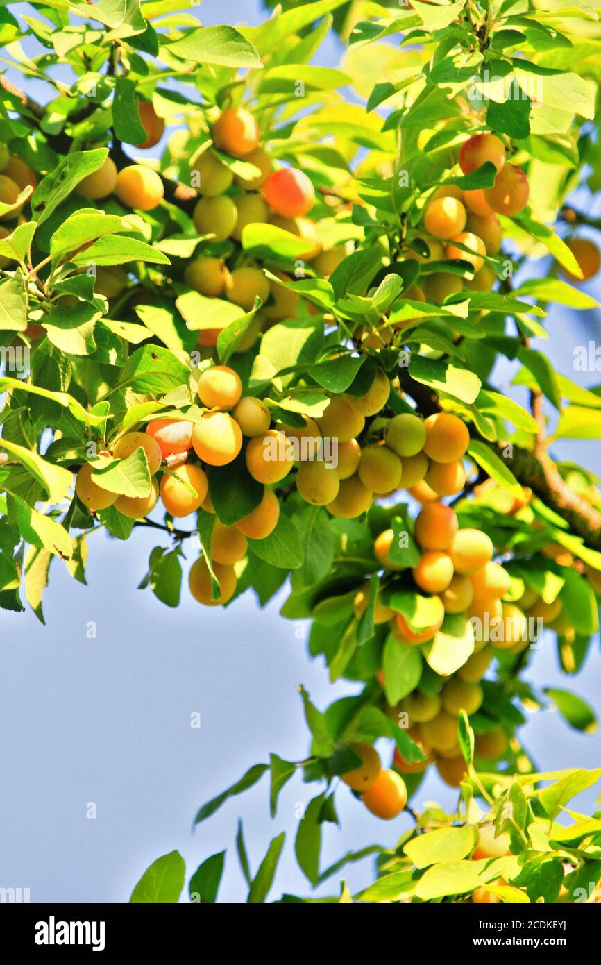 Prunes jaunes Banque de photographies et d’images à haute résolution ...