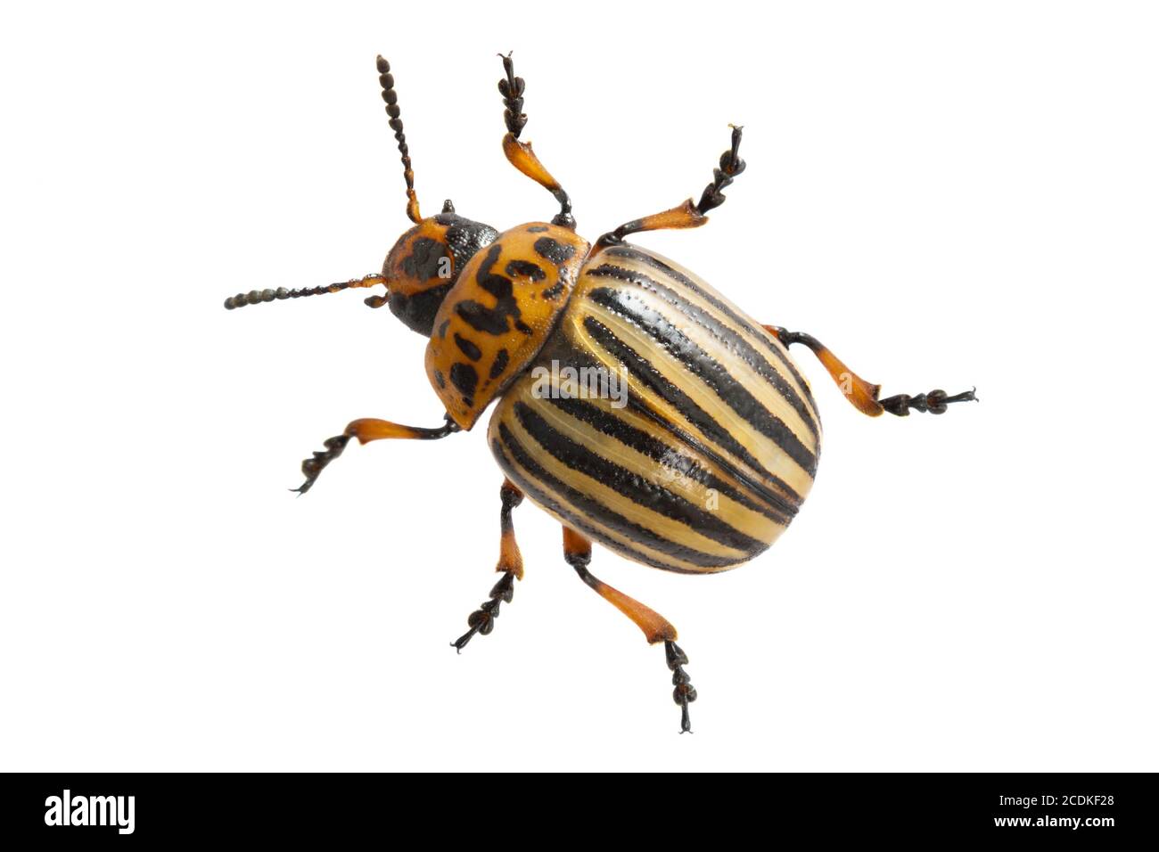 Doryphore de polyclète Banque de photographies et d’images à haute ...