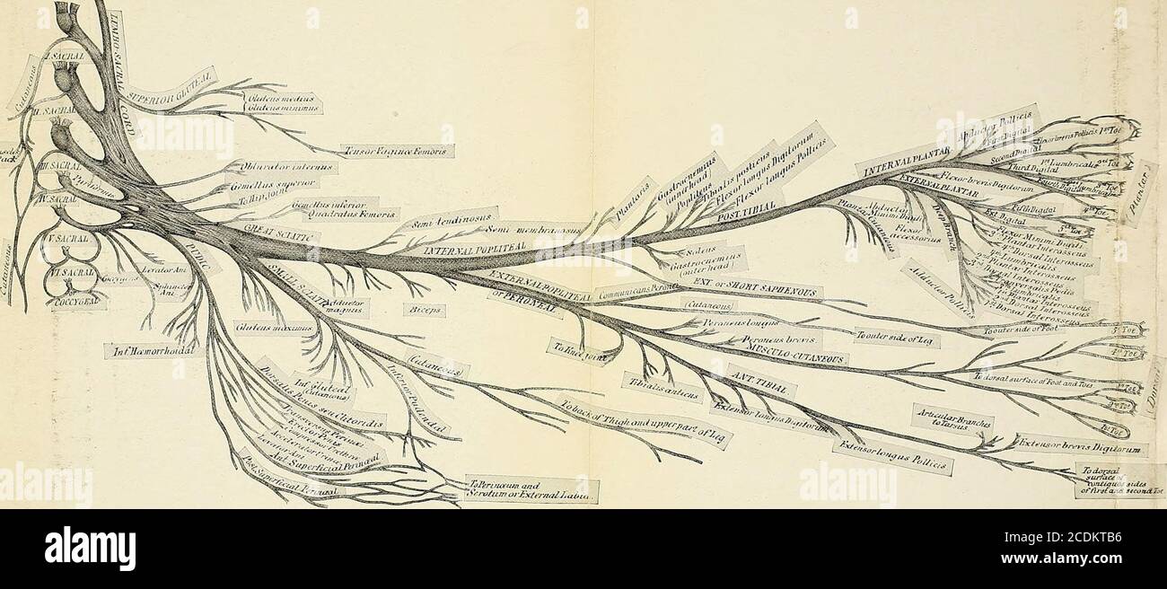 Plexus cervical superficiel Banque de photographies et d’images à haute ...