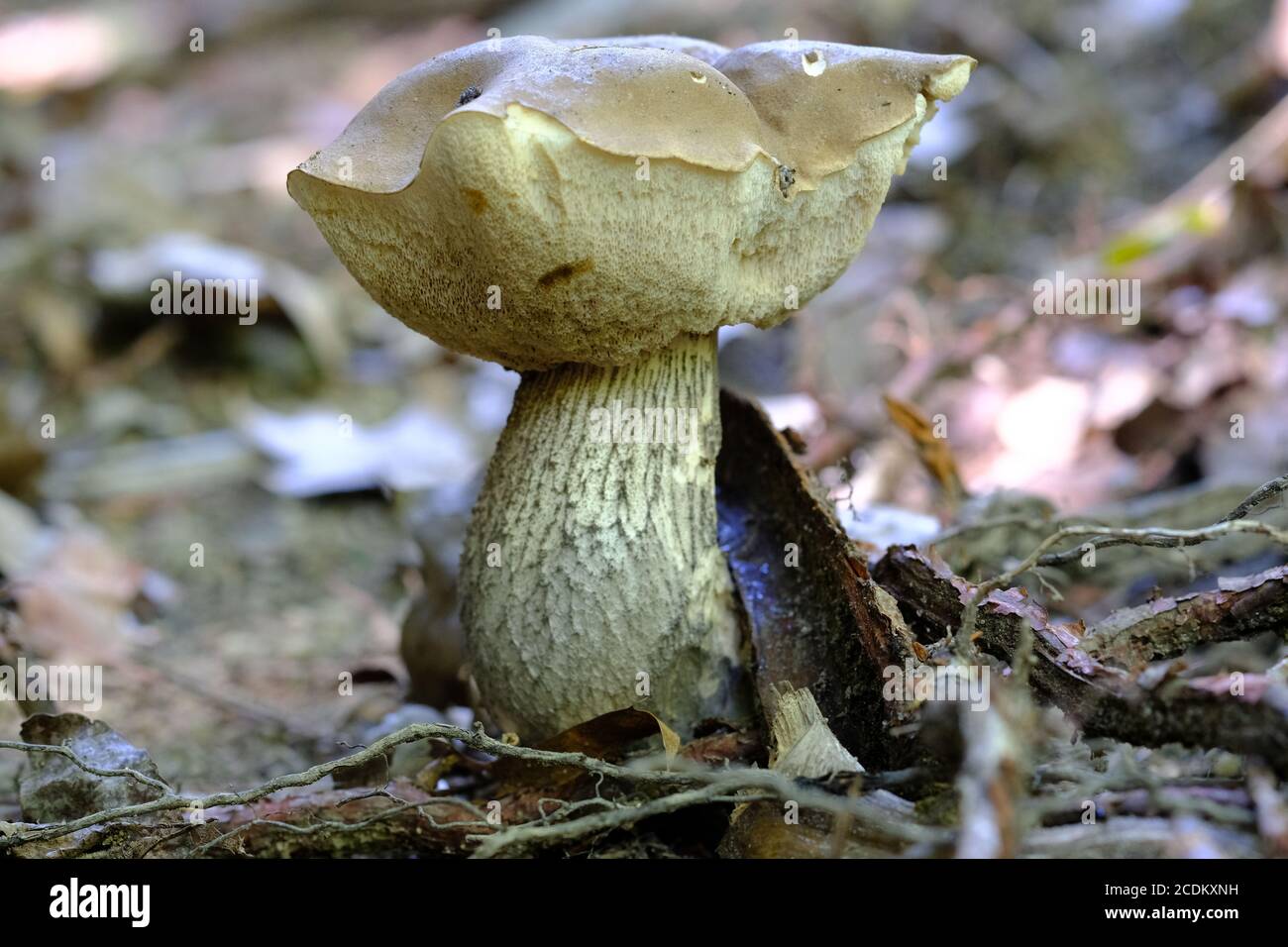 Boléte amer (Tylopilus felleus) ou possiblement boléte de bouleau brun ...