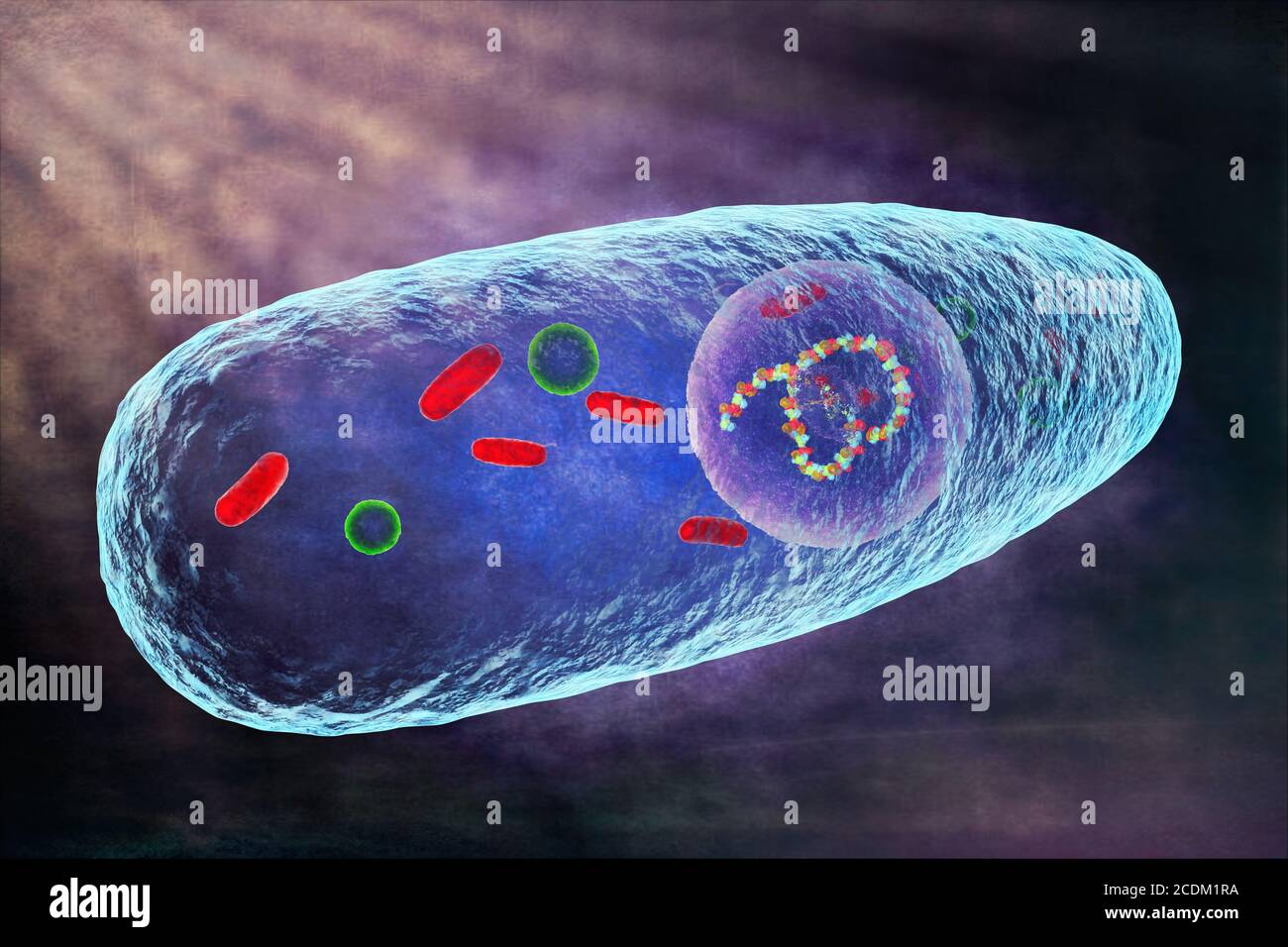 illustration 3d d'une bactérie Pasteurella multocida. Il s'agit d'un ...