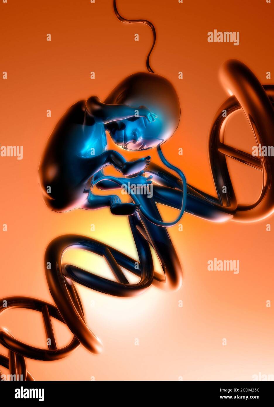 Le clonage humain Banque de photographies et d’images à haute ...