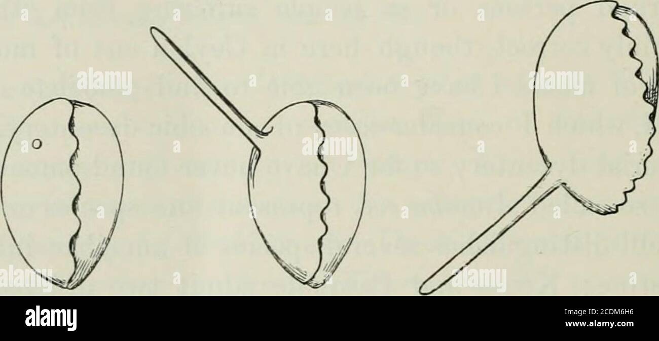 Entamoeba coli Banque de photographies et d’images à haute résolution ...