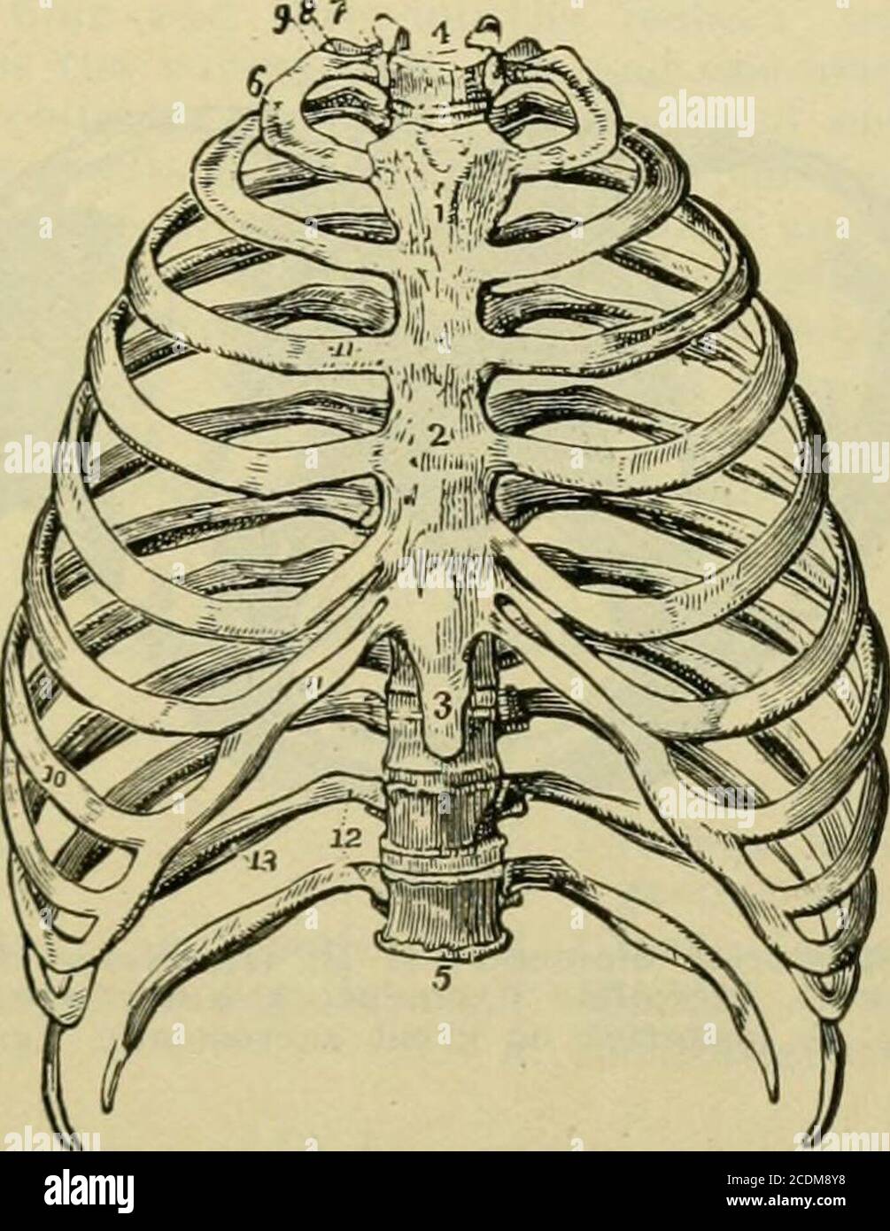 . Manuel de l'anatomie; étant un compactage complet de l'anatomie, y ...