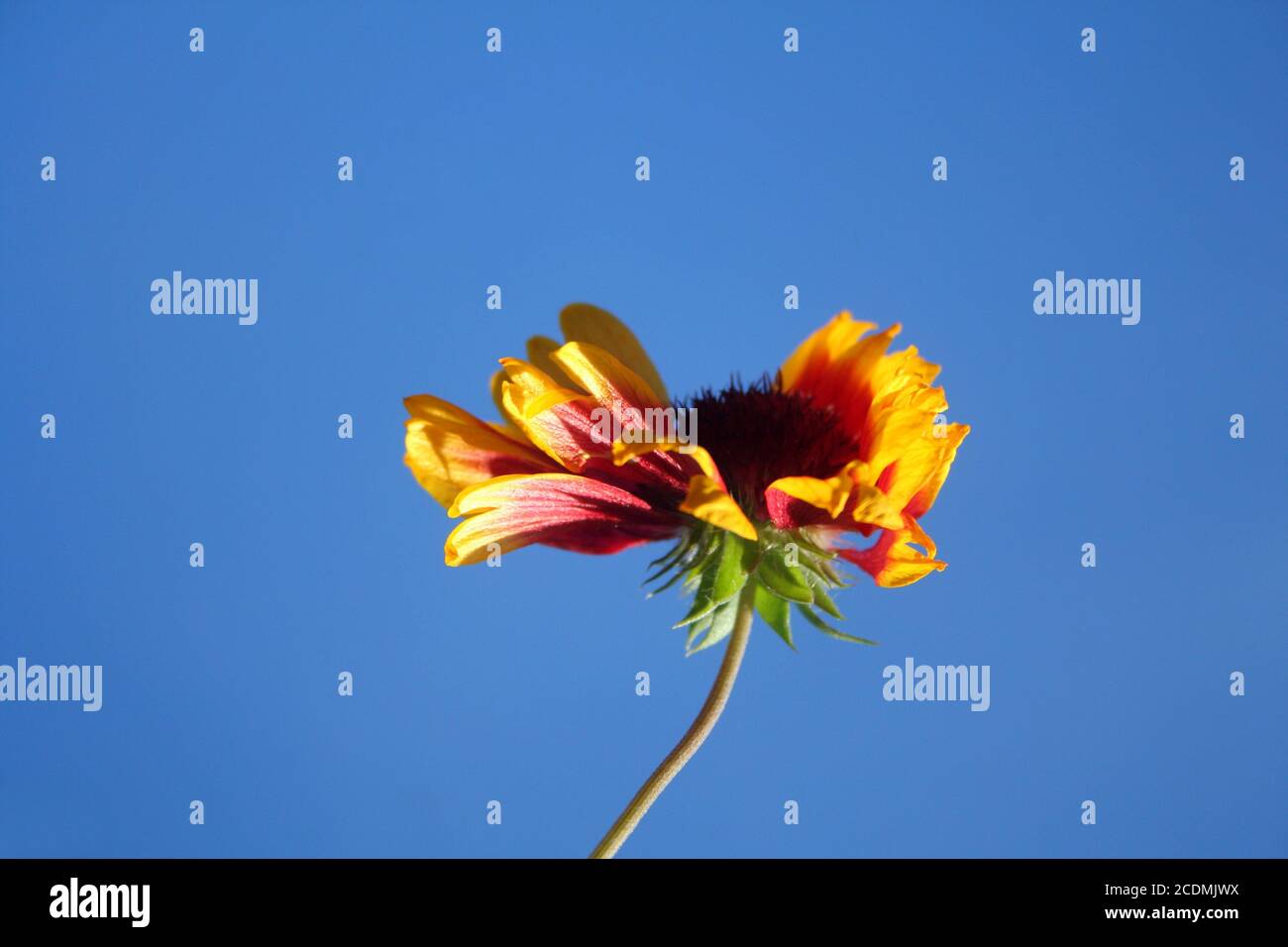 Fleur de cocarde Banque de photographies et d’images à haute résolution ...