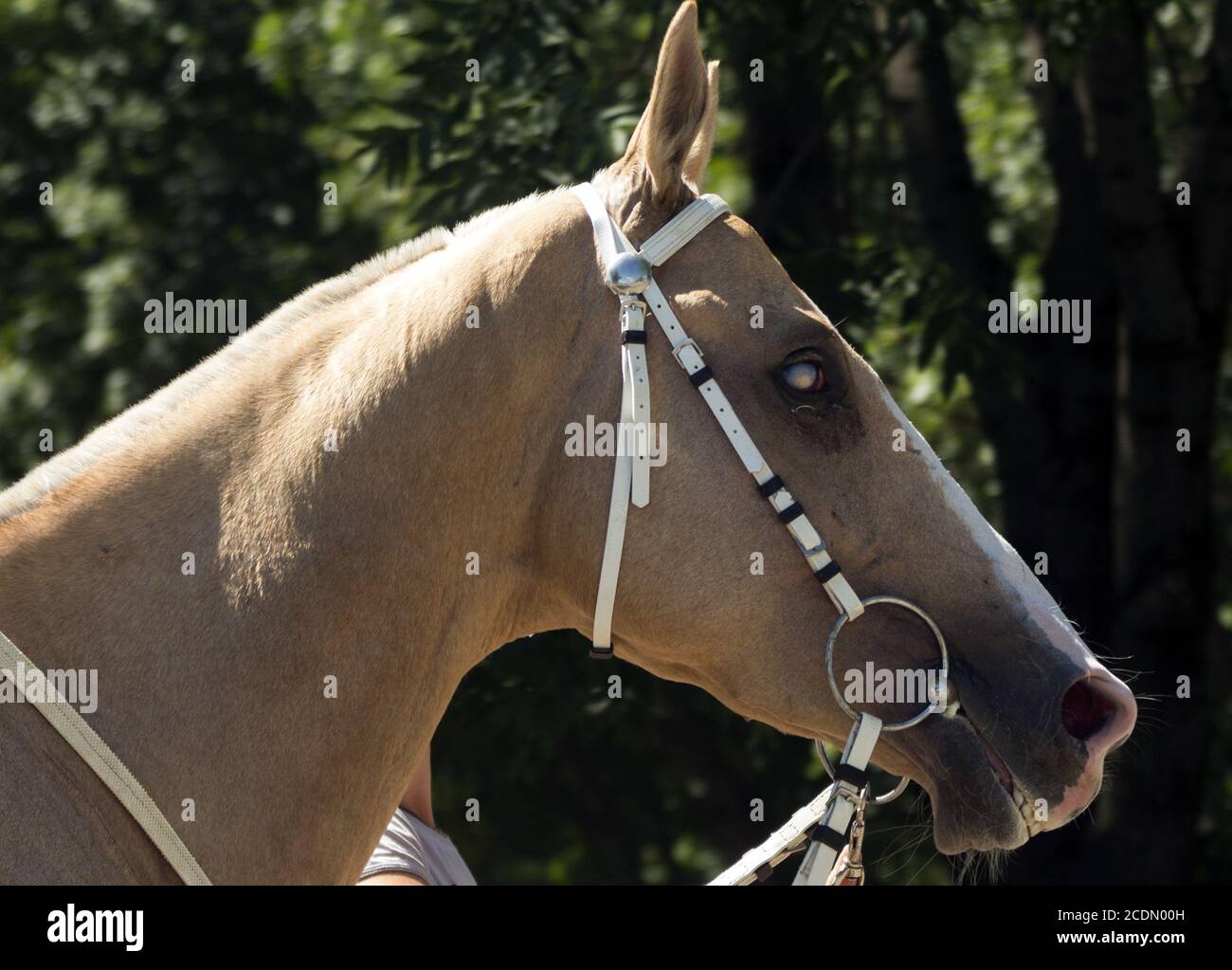 Akhal teke horse Banque de photographies et d’images à haute résolution ...