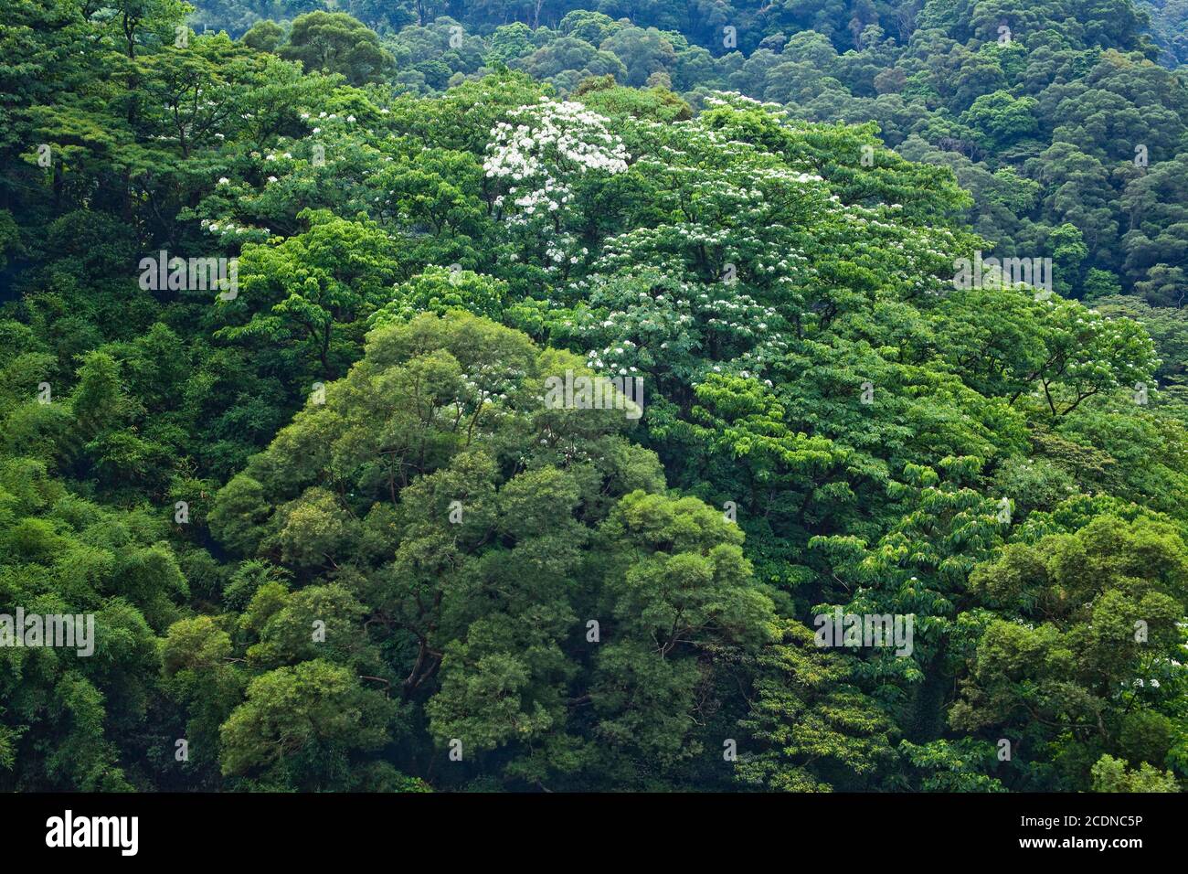 Forêt verte de taiwan Banque de photographies et d’images à haute ...