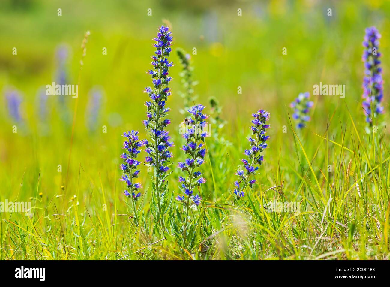 La vipère ou Blueweed, Echium vulgare Vipérine commune, des fleurs dans ...