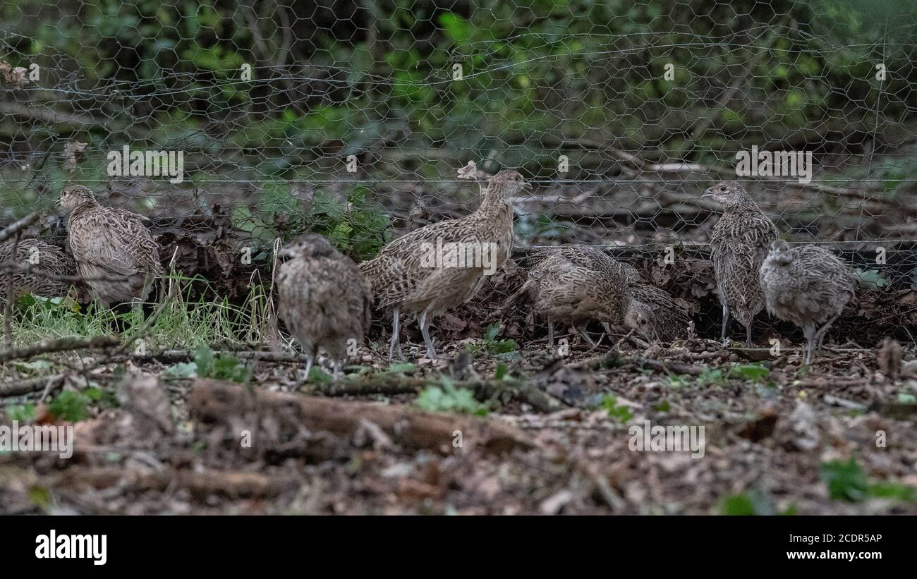 Bébé faisan Banque de photographies et d’images à haute résolution - Alamy