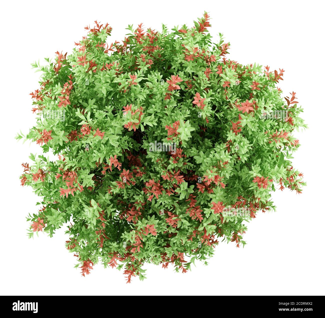 Arbuste aux fruits rouges Banque de photographies et d’images à haute ...