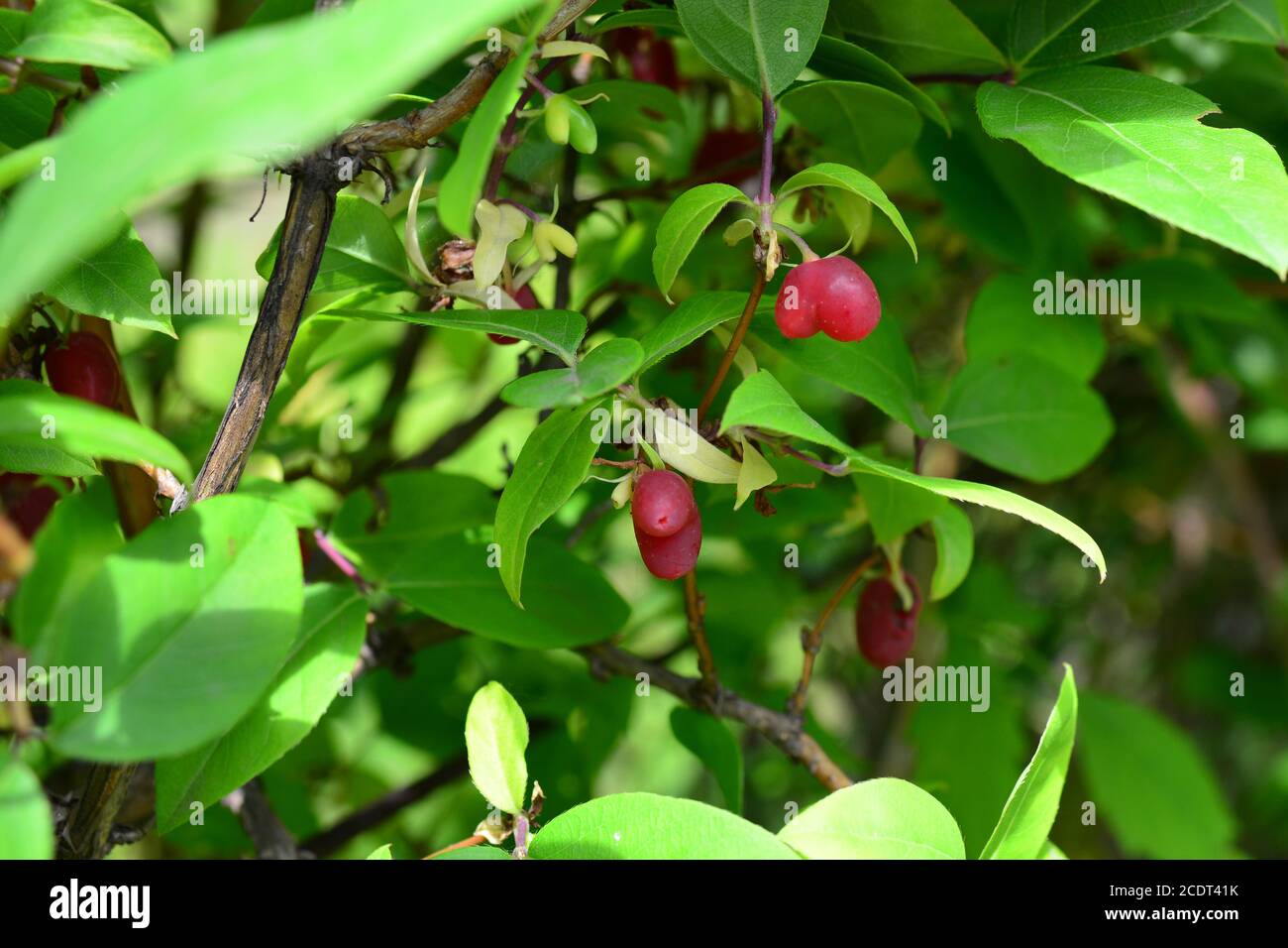 Plante coeur saignant rouge Banque de photographies et d’images à haute ...