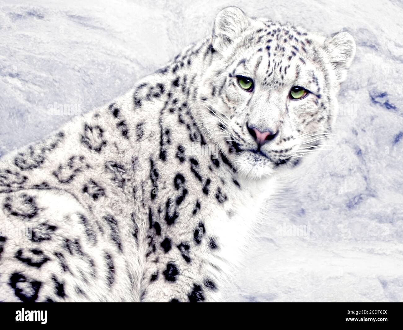 Chat des neiges Banque de photographies et d’images à haute résolution ...