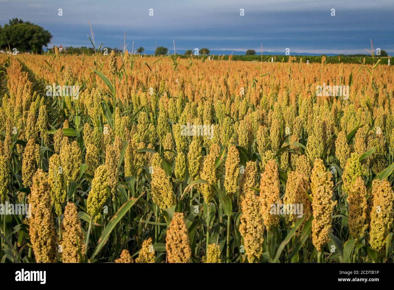 Millet plant Banque de photographies et d’images à haute résolution - Alamy