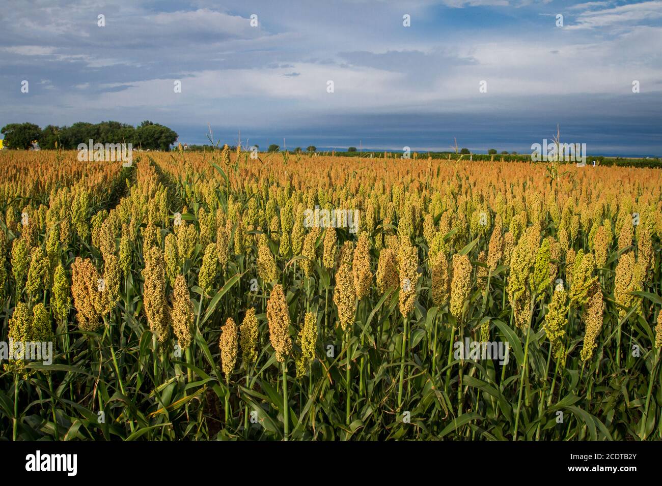 Champ de mil Banque de photographies et d’images à haute résolution - Alamy