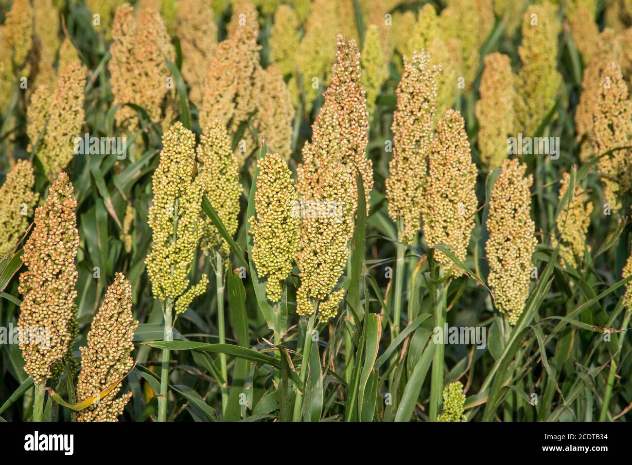 Millet field Banque de photographies et d’images à haute résolution - Alamy