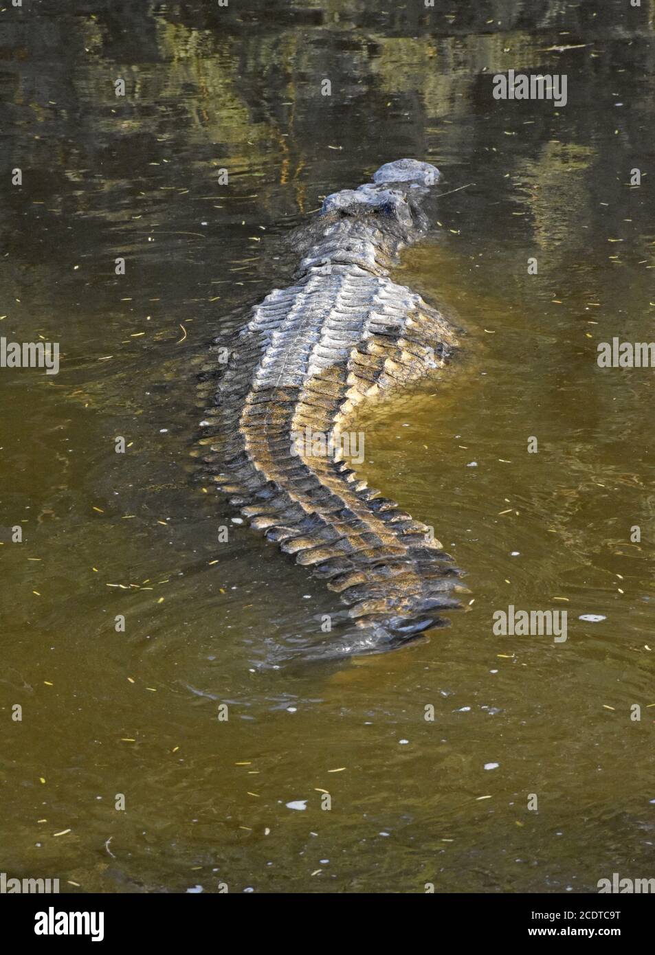 Queue De Crocodile Banque d'image et photos - Alamy