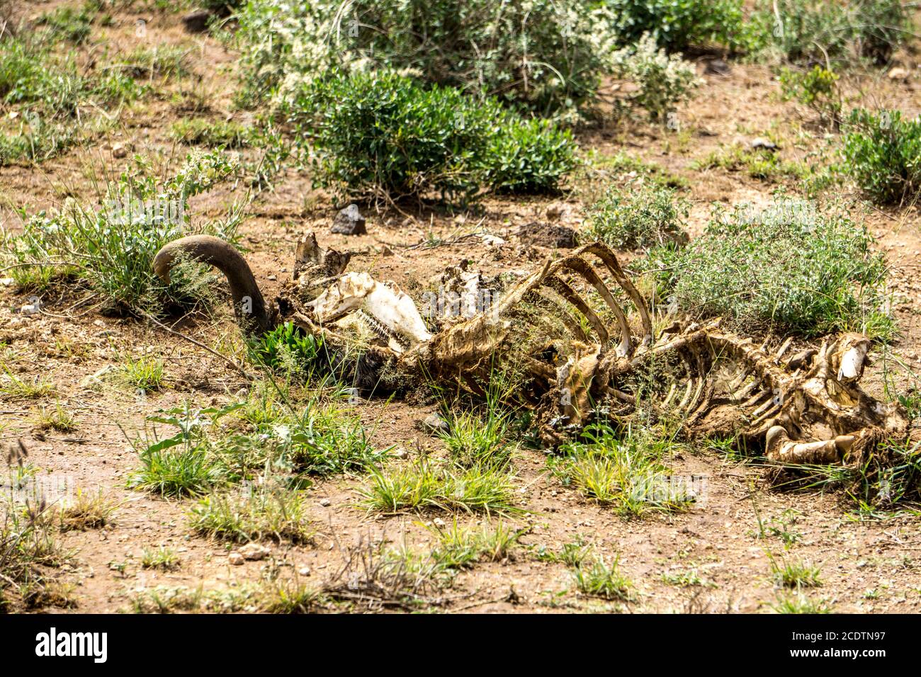 Deceased animal Banque de photographies et d’images à haute résolution ...