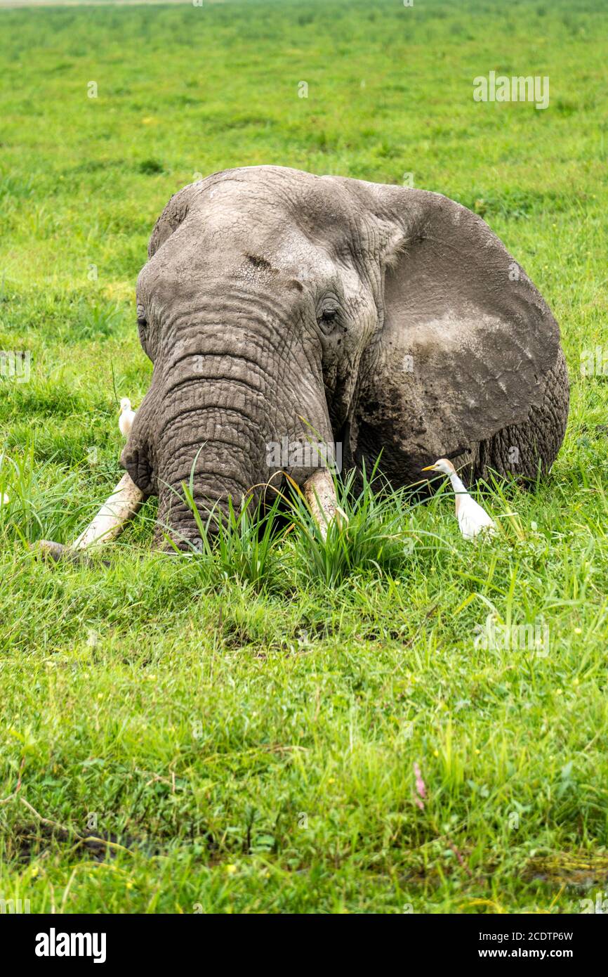 Fat elephant Banque de photographies et d’images à haute résolution - Alamy