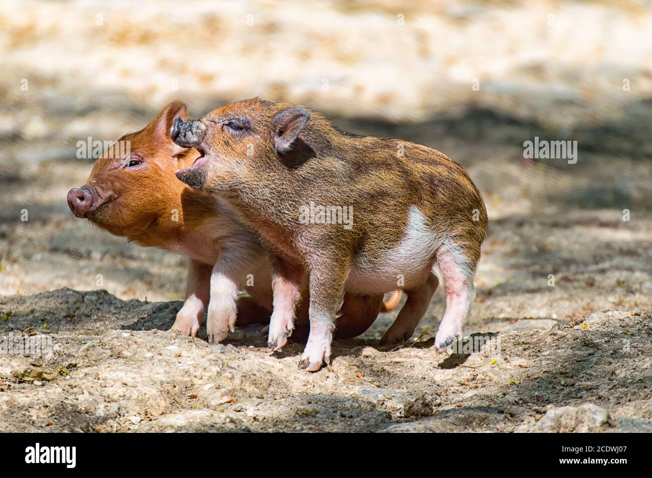 Bébés cochons Banque de photographies et d’images à haute résolution ...