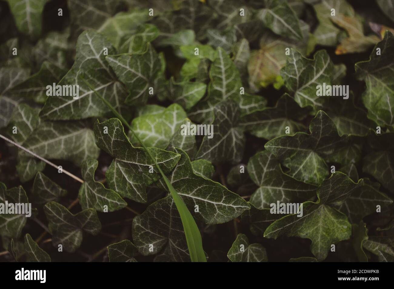 paroi de lierre, texture, arrière-plan, hedera helix Photo Stock - Alamy