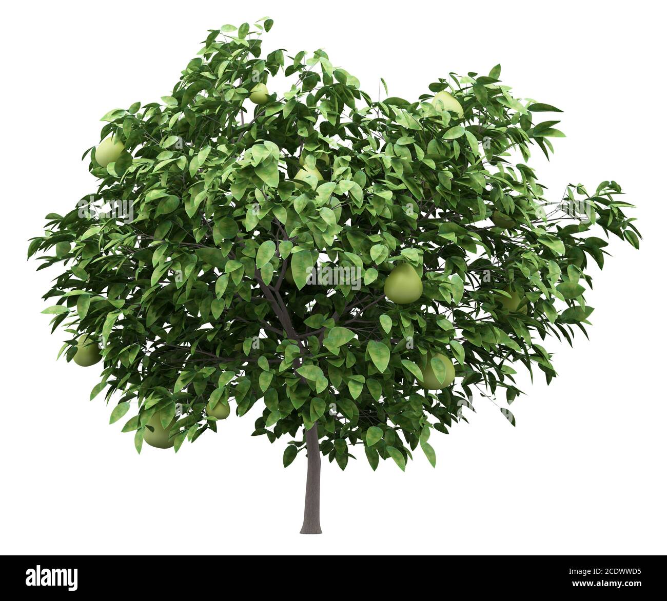 Arbre avec des fruits Banque de photographies et d’images à haute ...