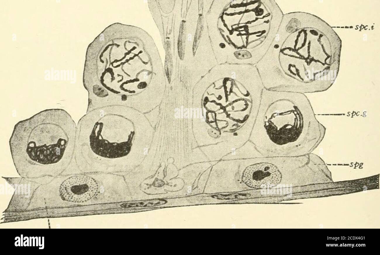 Stades de la spermatogenèse Banque de photographies et d’images à haute ...