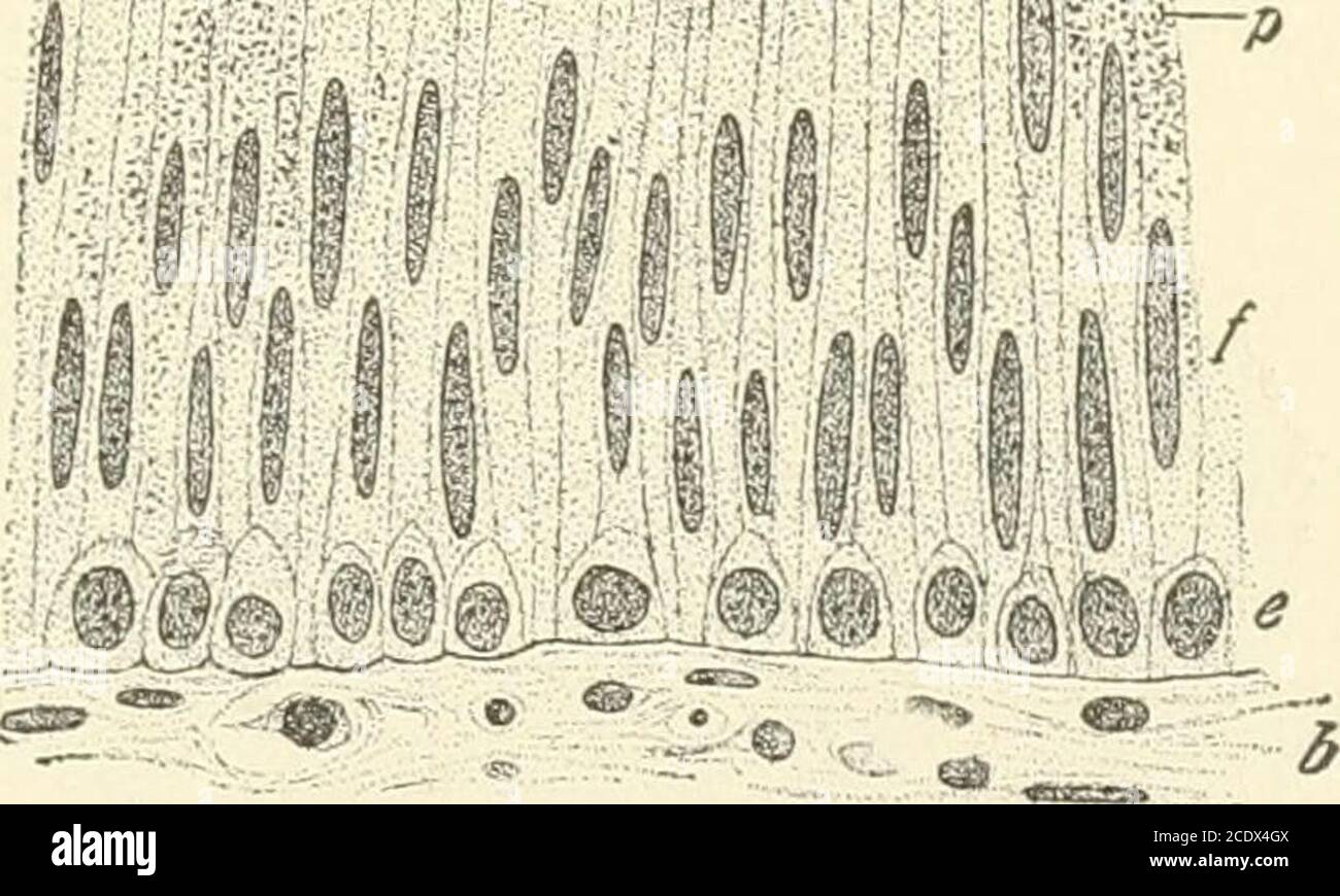 Rete testis Banque de photographies et d’images à haute résolution - Alamy