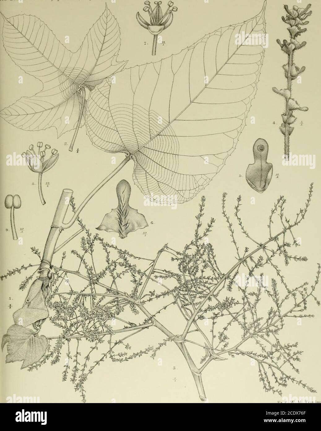 Chroococcus turgidus Banque de photographies et d’images à haute ...