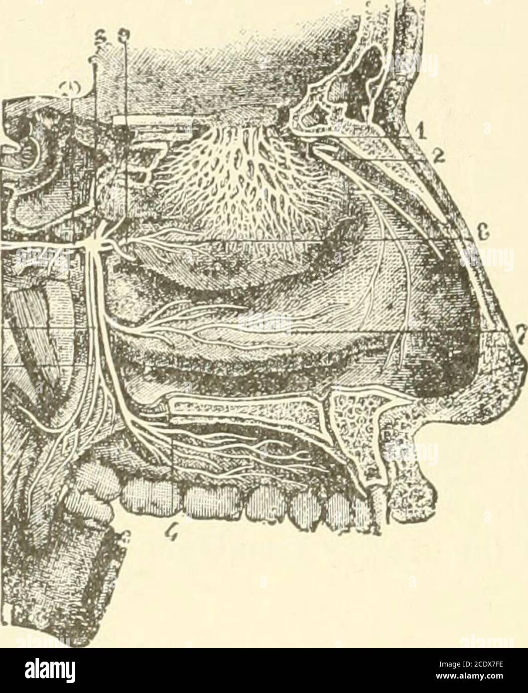 Olfactory cortex Banque de photographies et d’images à haute résolution ...
